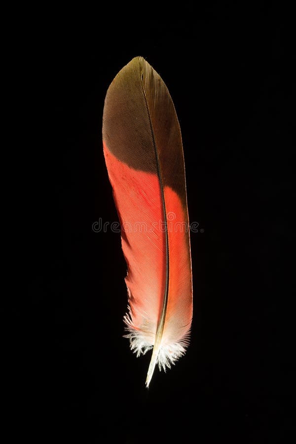 Rote Papageienvogelfeder Auf Schwarzem Stockbild - Bild von wild ...
