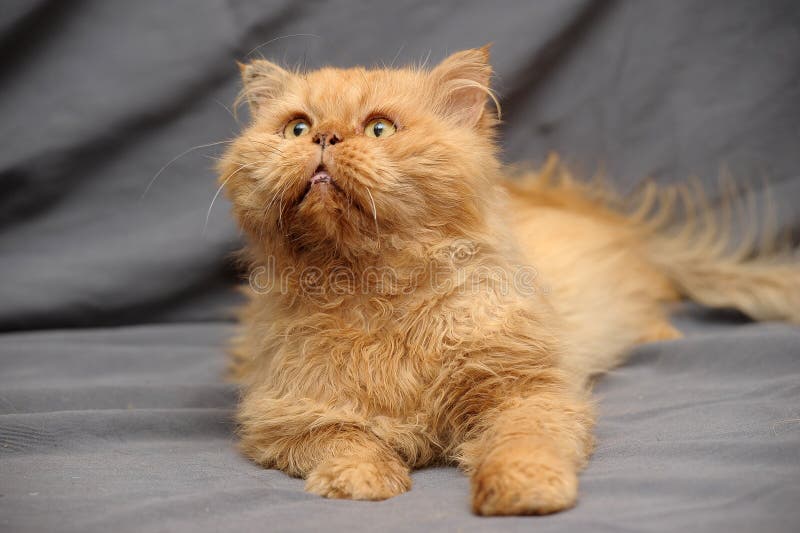 Rothaarige persische Katze stockfoto. Bild von reinrassiger - 25995990