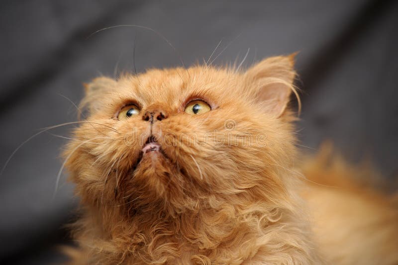 Rote persische Katze stockbild. Bild von aktiv, freundlich - 25996065