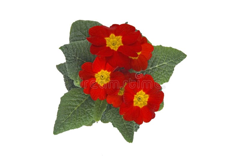 Rote Primel stockbild. Bild von anfänge, pflanzen, wachsen - 8677417