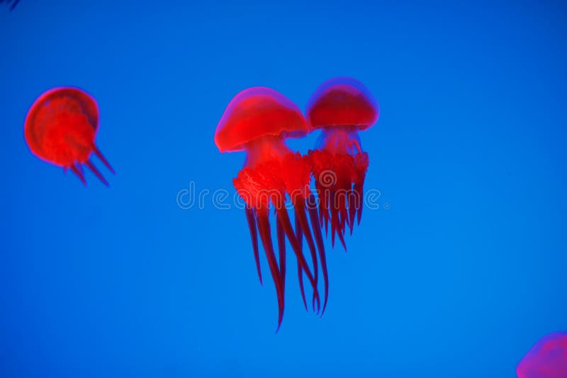 Rote Quallen im Aquarium stockbild. Bild von leuchte - 81011901