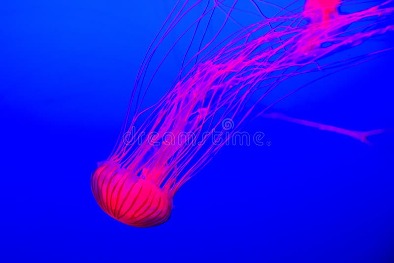 Rote Quallen Im Blauen Wasser Stockfoto - Bild von muster, fauna: 74937130