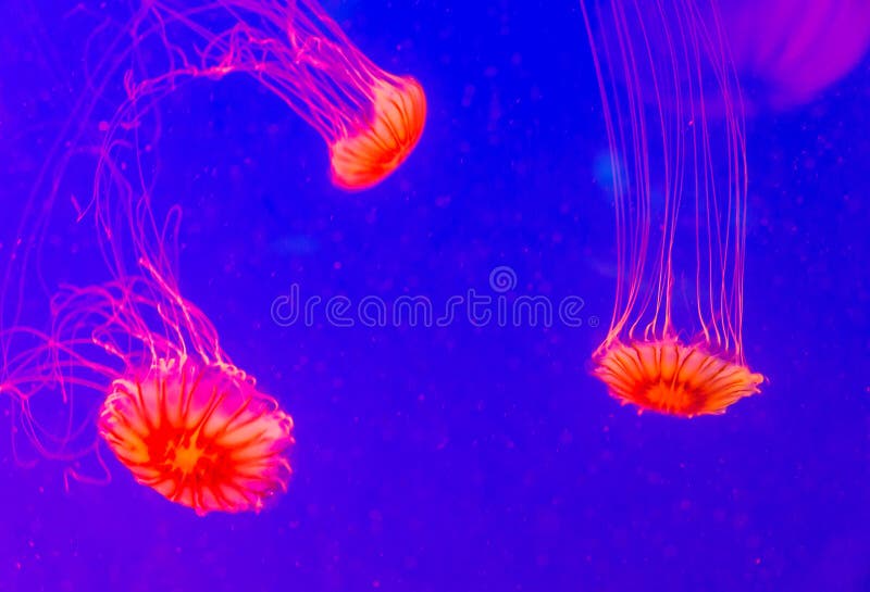 Rote Quallen in Seoul Coex Oceanarium Stockfoto - Bild von ozean, leben ...