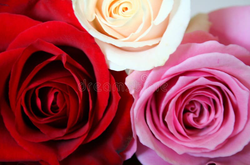 Rote, Rosafarbene Und Weiße Rosen Stockfoto - Bild von blumenblätter ...