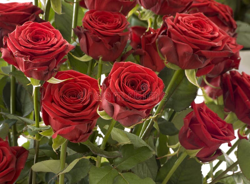 Rote Rose stockfoto. Bild von garten, stieg, blumenblatt - 12164560