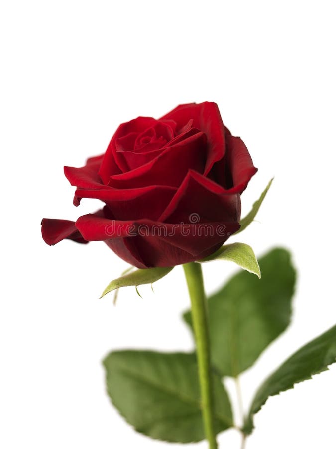 Rote Rose stockbild. Bild von fokus, liebe, blume, einzeln - 27176541