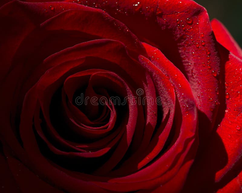 Rote Rose Mit Den Tau-Tropfen Makro Stockfoto - Bild von geschenk ...
