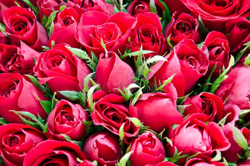 Rote Rosen stockbild. Bild von rosen, rote - 23327631