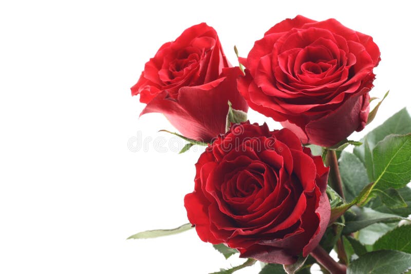 Rote Rosen stockbild. Bild von blumenblätter, blumen, schön - 3826317