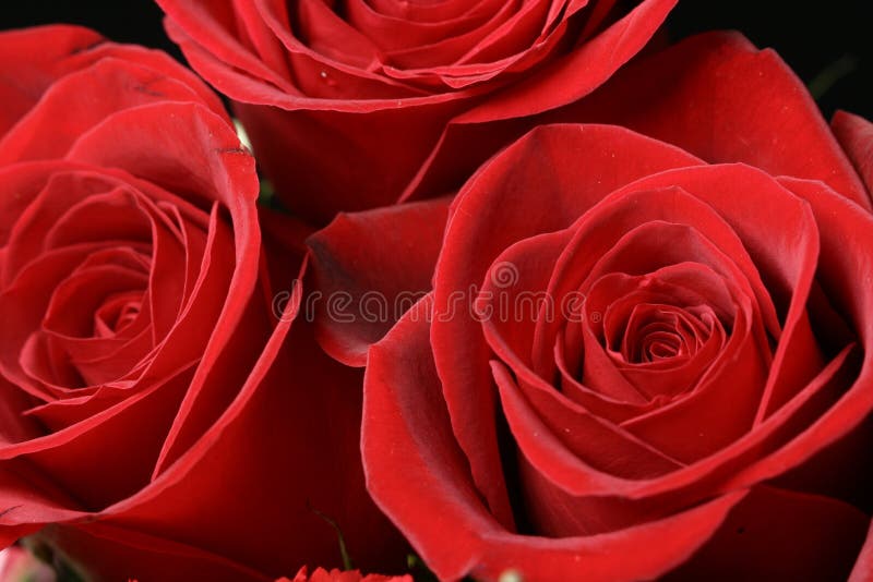 Rote Rosen stockbild. Bild von rosen, rote - 4215919