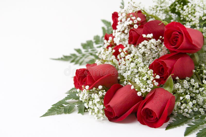 Zwei rote Rosen stockbild. Bild von blumen, geliebter - 13137285