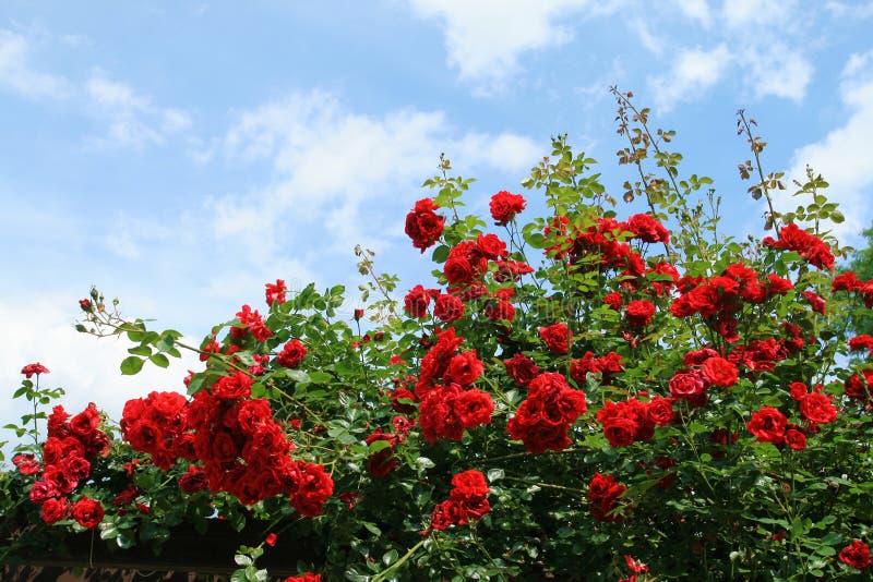 Rosenbusch stockfoto. Bild von blumen, busch, rosa, botanik - 5938622