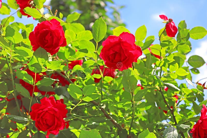 Rote Rosen auf dem Busch stockfoto. Bild von blumen, dekorativ - 97859836