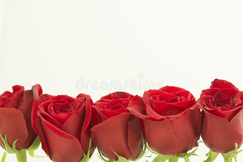 Rote Rosen Auf Einer Reihe Von Der Spitze Stockbild - Bild von nahrung ...