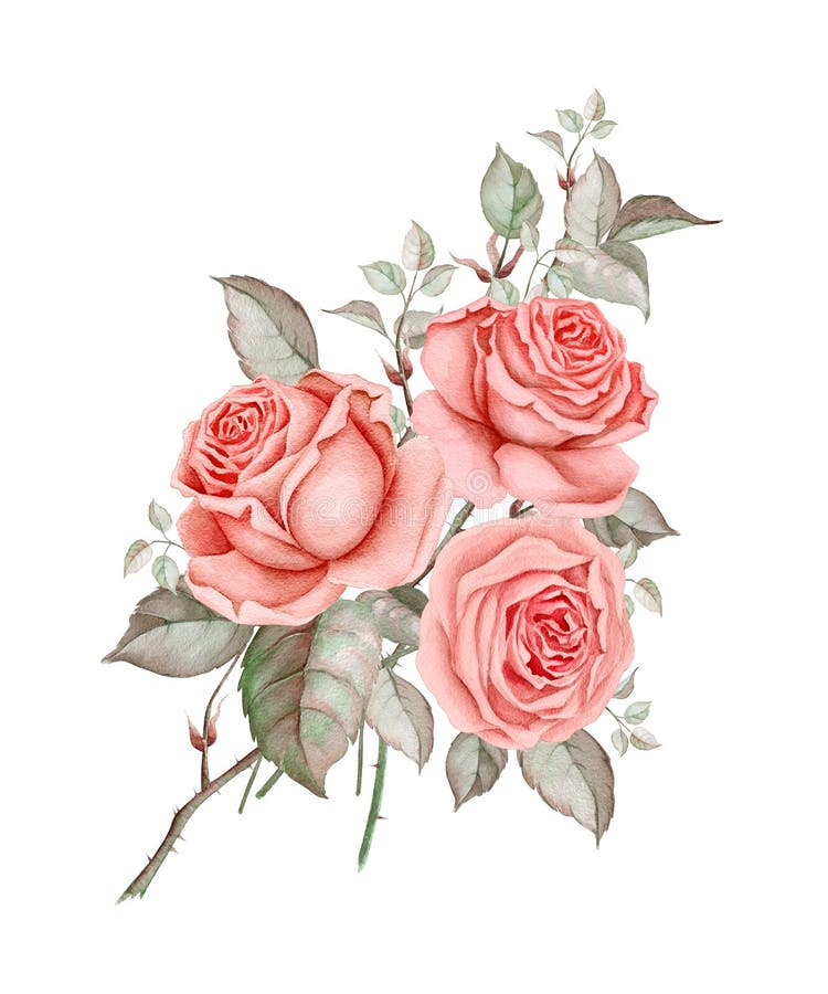 Rote Rosen Des Aquarells Auf Weißem Hintergrund Stock Abbildung ...