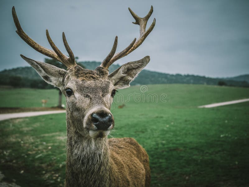 Rote Rotwild stockbild. Bild von farbe, rotwild, landschaft - 138299099