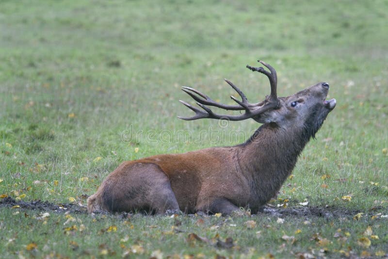 Rote Rotwild-Hirsch stockbild. Bild von damhirschkuh, furche - 329469