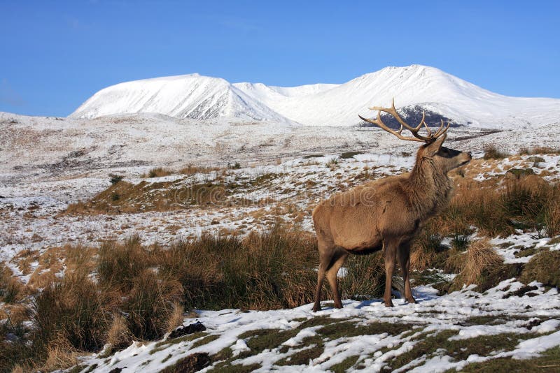 Rote Rotwild-Hirsch stockfoto. Bild von eingebürgert, ikone - 4551226