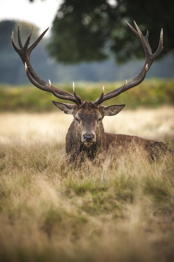 Rote Rotwild stockbild. Bild von rotwild, tier, kommunikation - 62141275