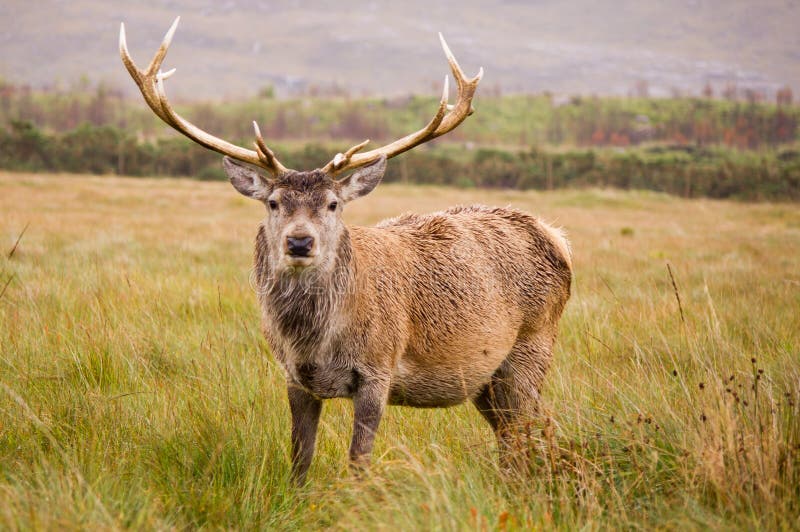 Red Deer, Schottland stockfoto. Bild von schottland, wildnis - 10033258