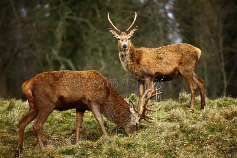 Rote Rotwild-Hirsche stockbild. Bild von hirsche, rotwild - 8339255