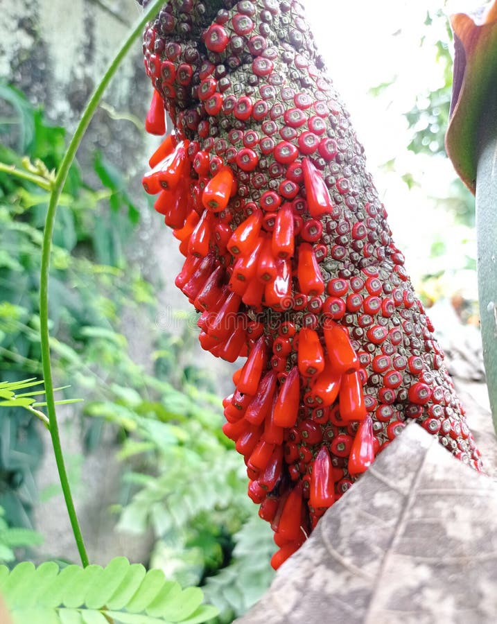 Rote Samen vom Baum stockbild. Bild von saatgut, welle - 260634937