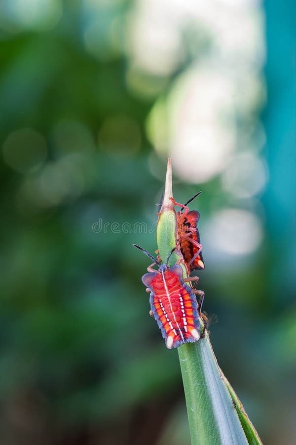Rote Schildwanze Auf Naturhintergrund Stockfoto - Bild von betrieb ...