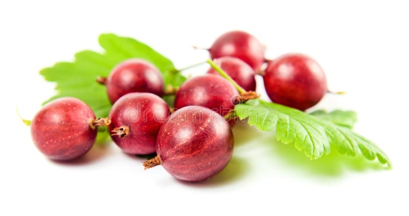 Rote Stachelbeere Auf Einem Weißen Hintergrund Stockfoto - Bild von ...