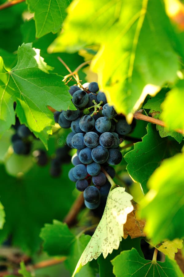 Traube stockbild. Bild von wein, hölzern, elegant, traube - 22519731