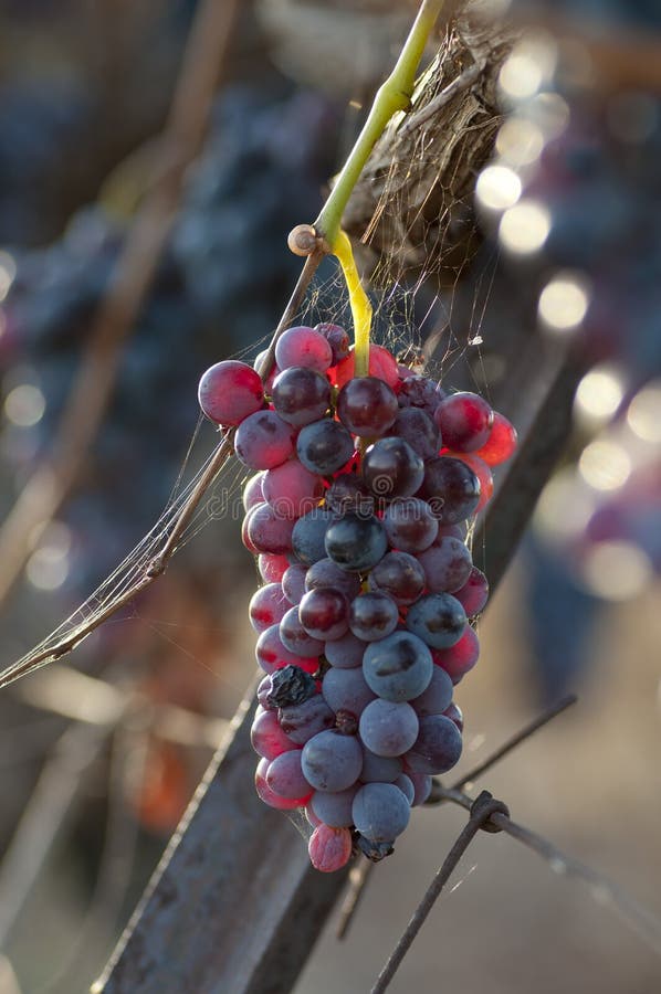 Rote Trauben stockfoto. Bild von block, reif, nave, nahrung - 28783536