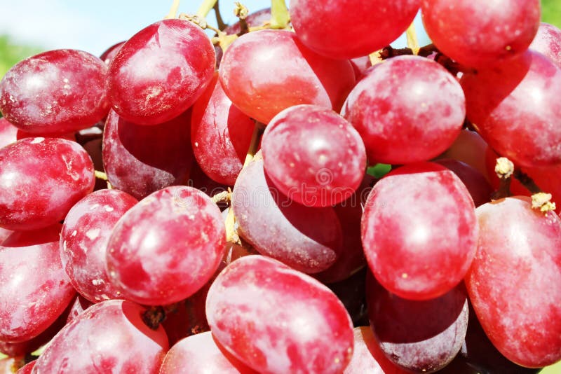 Rote Trauben stockbild. Bild von nahrung, betrieb, baumschule - 38110855