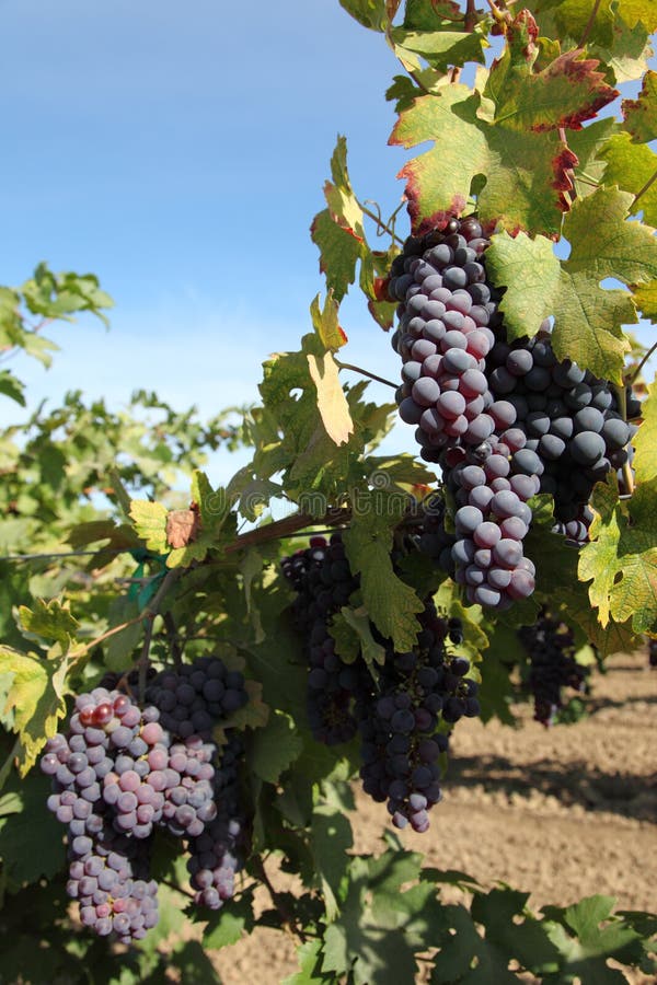 Rote Trauben auf der Rebe stockfoto. Bild von getreide - 11030306