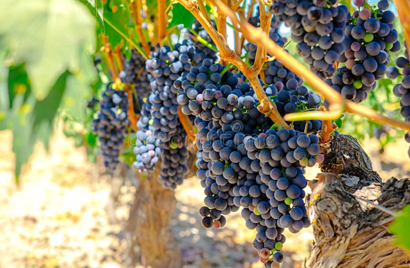 Rote Trauben Tinta De Toro Auf Der Rebe in Molaleja Del Vino, Zamora ...
