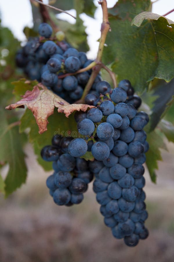 Rote Trauben Im Laden-Eimer Bereit Zur Weinherstellung Stockbild - Bild ...