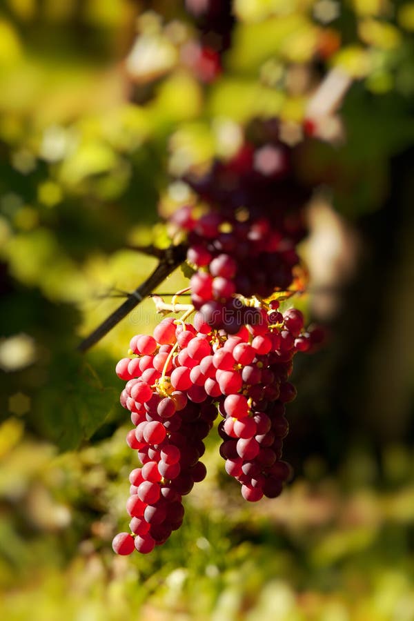 Rote Trauben auf Weinstock stockbild. Bild von weinstock - 25859917