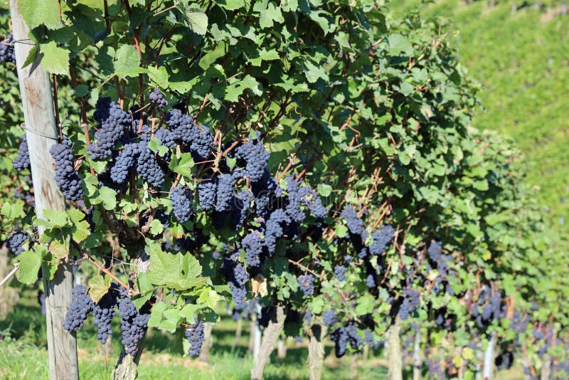 Rote Trauben im Weinberg stockfoto. Bild von landwirtschaftlich - 77817142