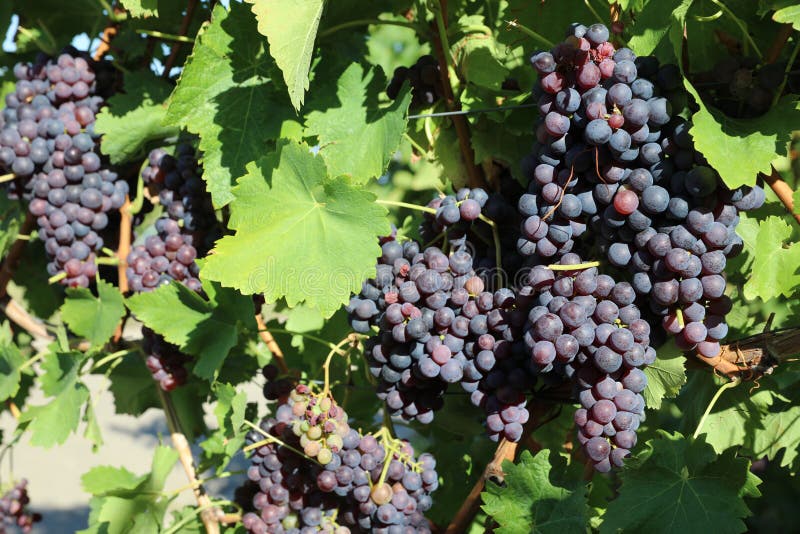 Rote Trauben im Weinberg stockfoto. Bild von landwirtschaftlich - 77817142