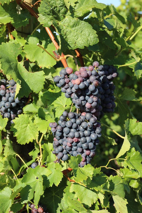 Rote Trauben im Weinberg stockfoto. Bild von landwirtschaftlich - 77817142