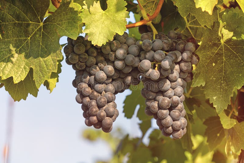 Rote Trauben, Weinberg stockbild. Bild von ernte, baum - 100803377