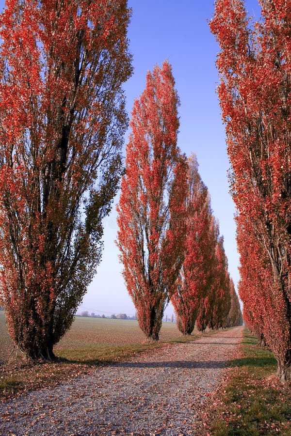 Rote Tree-lined Allee in Italien Stockbild - Bild von reihen, recht ...