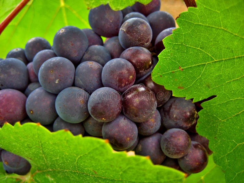 Rote und grüne Weintrauben stockfoto. Bild von reben, bedeutung - 3097128