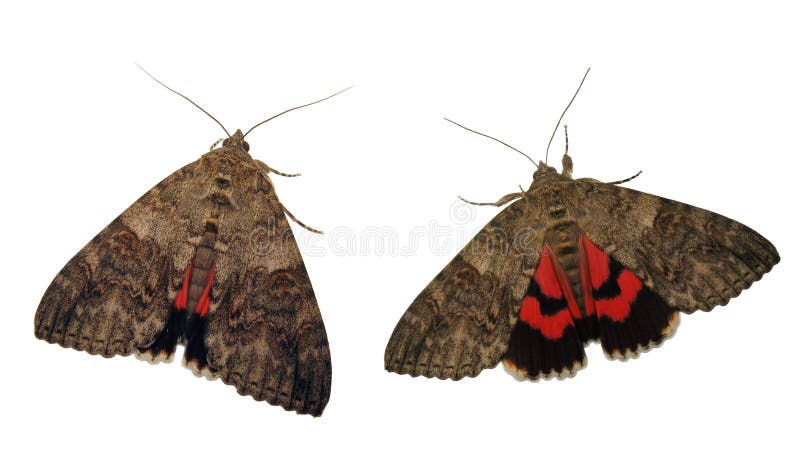 Rote Underwing Mottenvertretung Stockbild - Bild von nachahmung ...