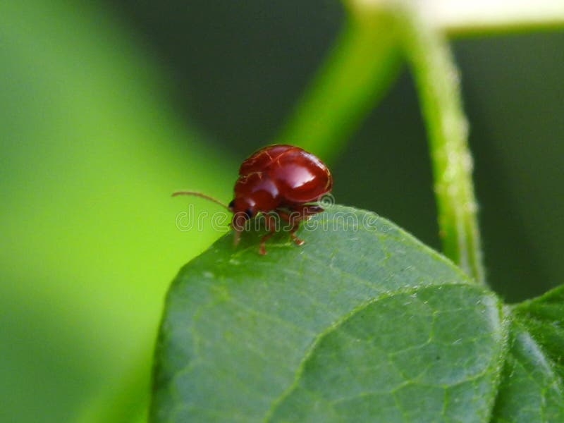 Rote Wanze stockbild. Bild von programmfehler - 126038495