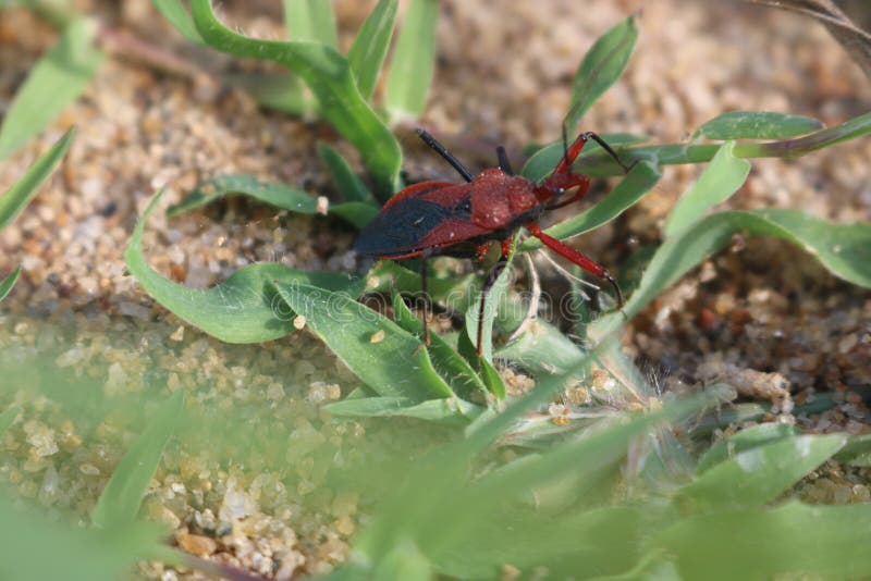 Rote Wanze stockfoto. Bild von liebe, kanon, schön, programmfehler ...