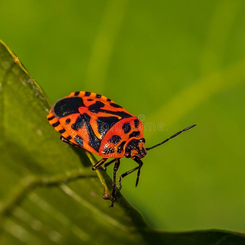 Rote Wanze, Die Auf Das Blatt Kriecht Stockfoto - Bild von aktenkoffer ...