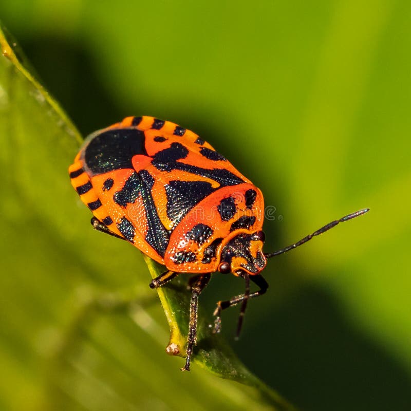 Rote Wanze, Die Auf Das Blatt Kriecht Stockbild - Bild von wald ...