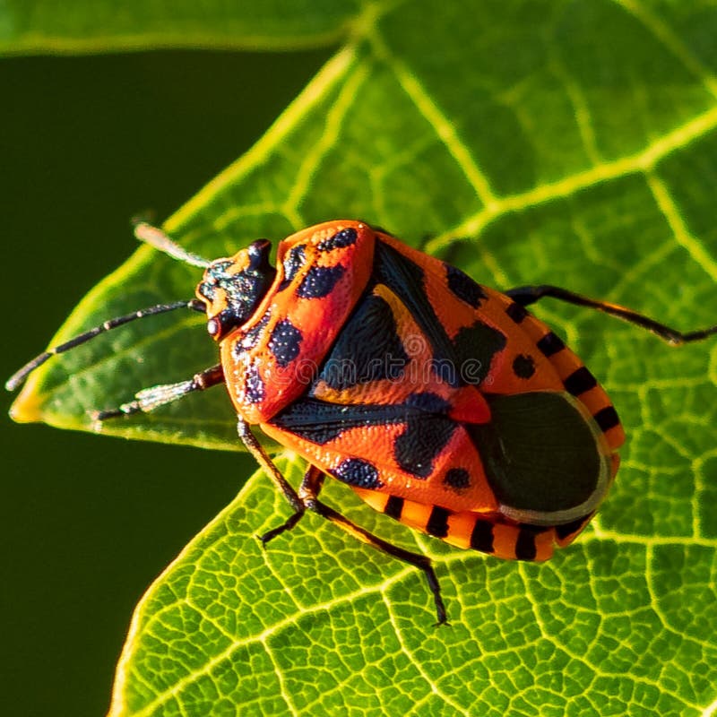 Rote Wanze, Die Auf Das Blatt Kriecht Stockfoto - Bild von aktenkoffer ...