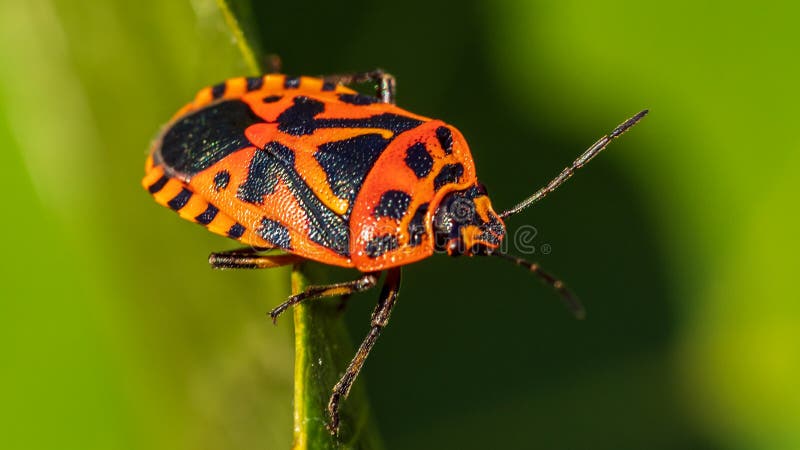 Rote Wanze, Die Auf Das Blatt Kriecht Stockbild - Bild von fragment ...