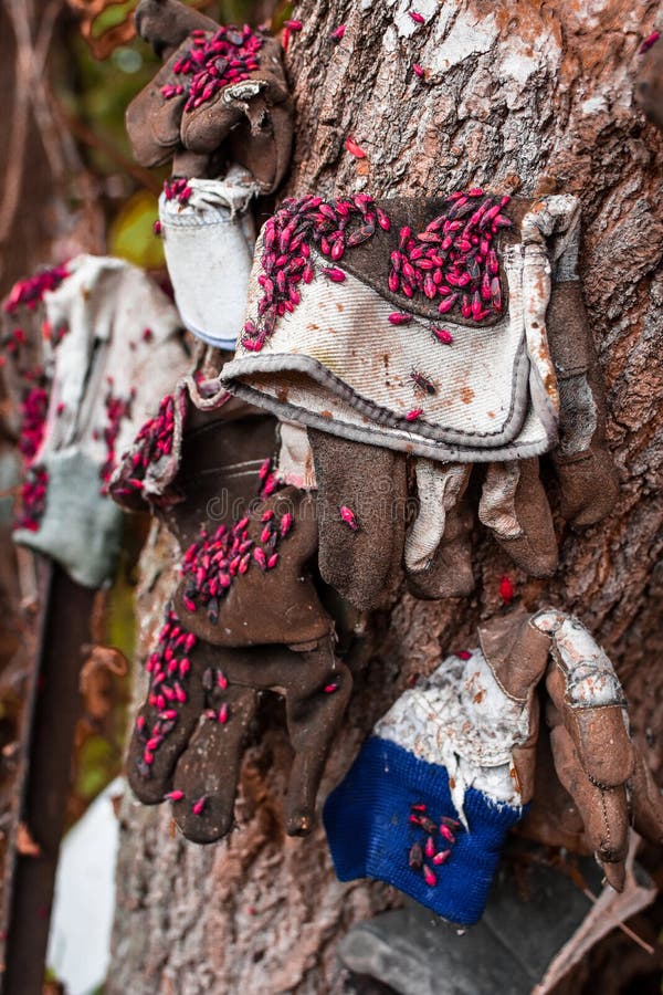 Rote Wanzen stockbild. Bild von gruppe, aufstieg, hnlich - 31339779