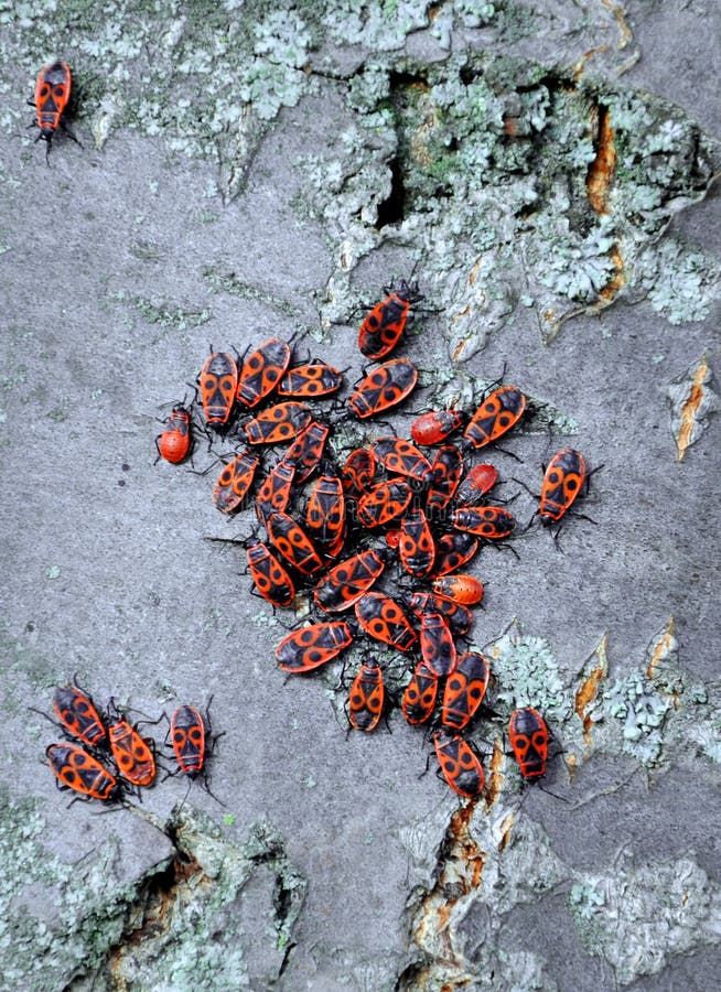 Rote Wanzen stockfoto. Bild von draussen, umgebung, hell - 53629194